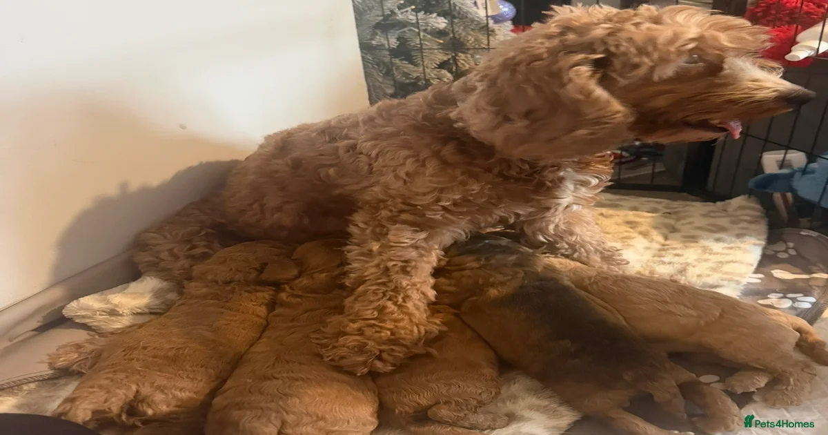 LAST PUP REMAINING! Male red cockapoo puppy for sale in Bury Saint ...