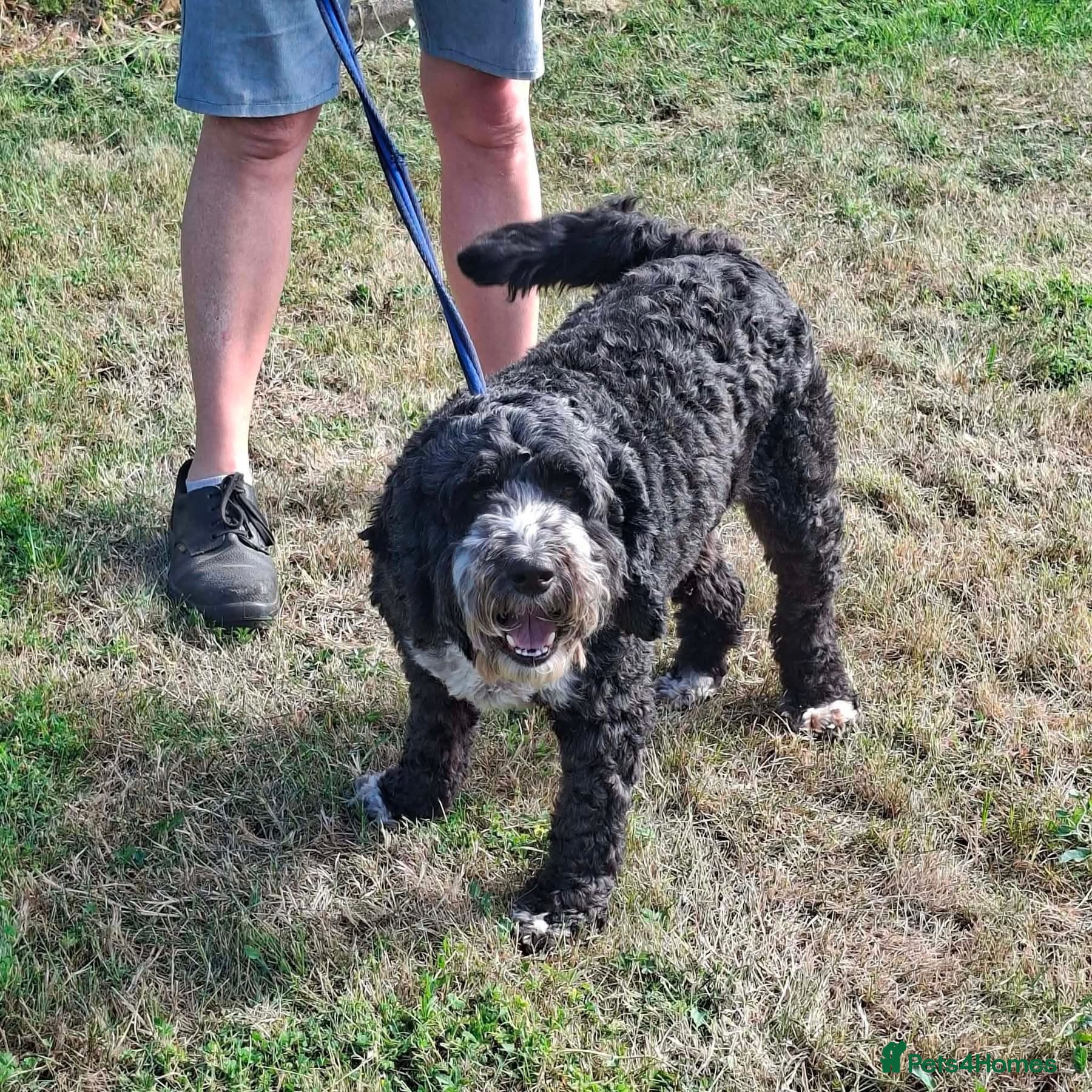 Cockapoo Dogs for adoption in Dereham, Norfolk | Pets4Homes