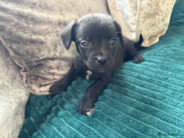Lollies Frenchie x border collie for sale in Cardiff | Pets4Homes