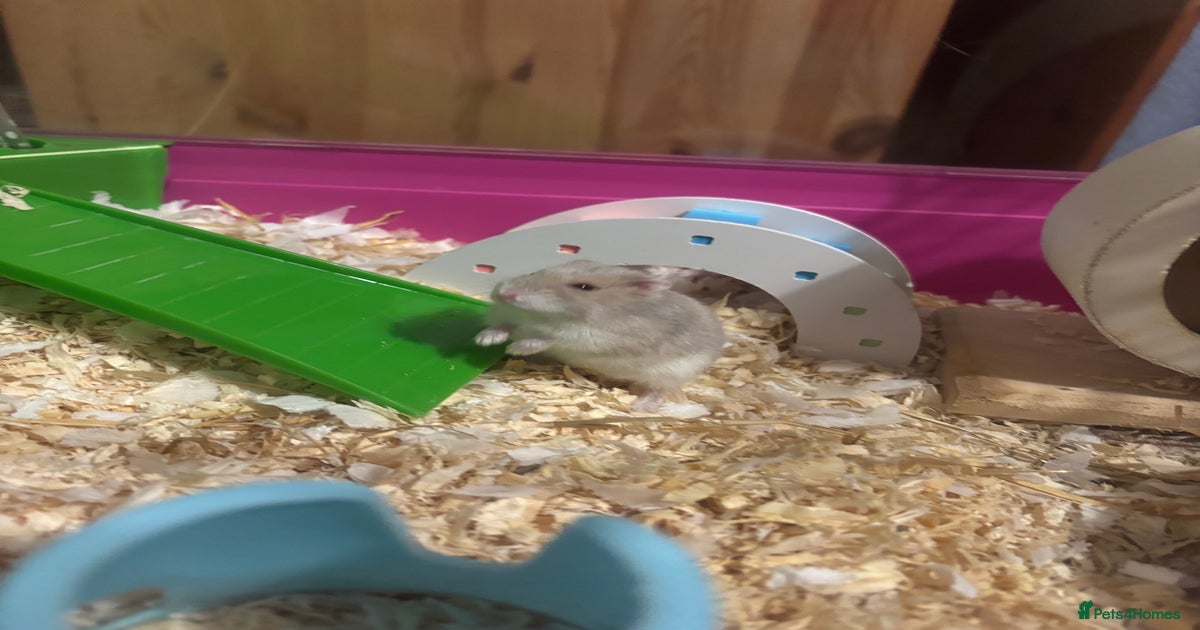 Russian dwarf hamster for sale in Port Talbot | Pets4Homes