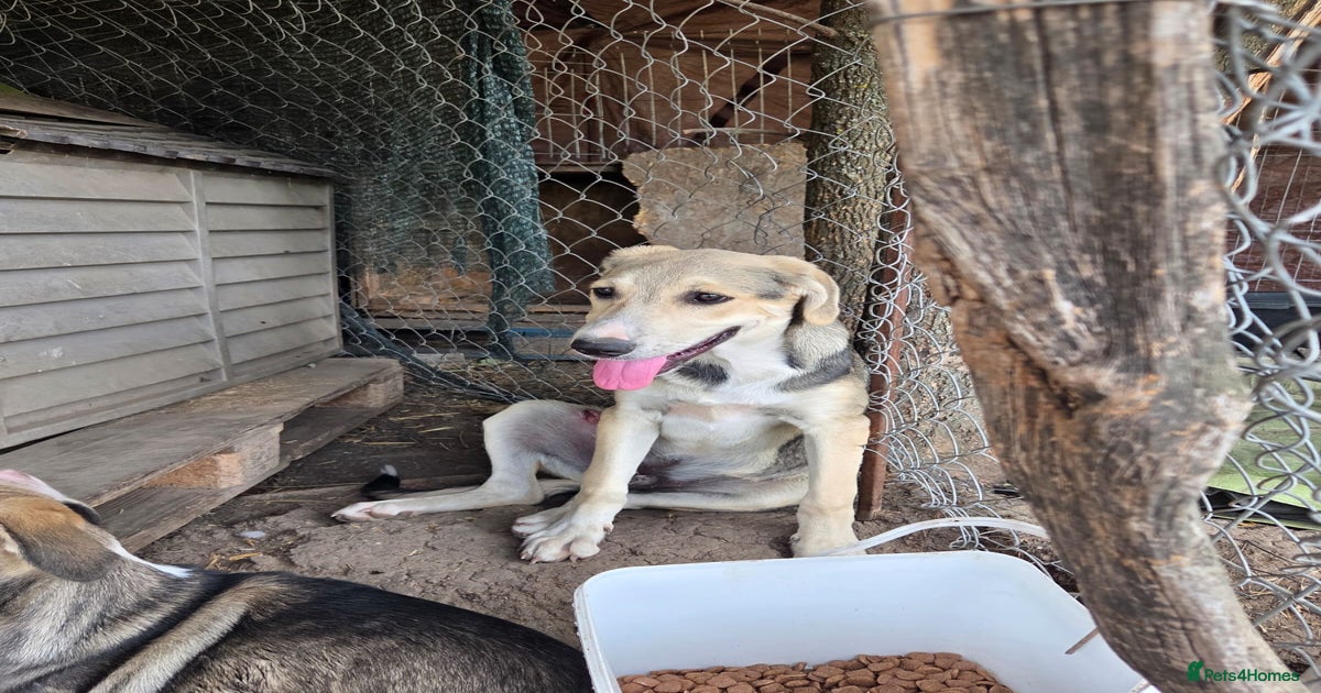 RUBY - a superb girl looking for a Loving Home for adoption in ...