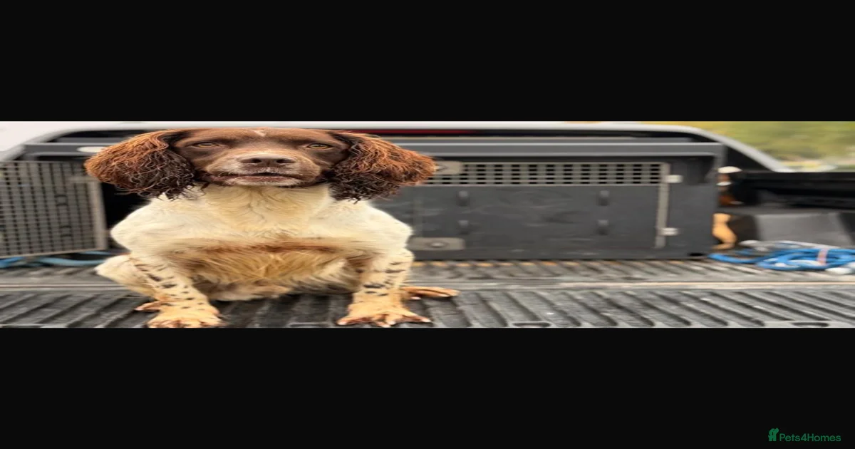 Stunning Kc Reg English Springer Spaniel.. for stud in Coalville ...