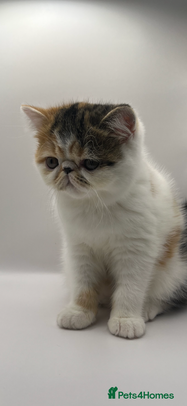 Beautiful exotic CFA registered kittens for sale in Bristol | Pets4Homes
