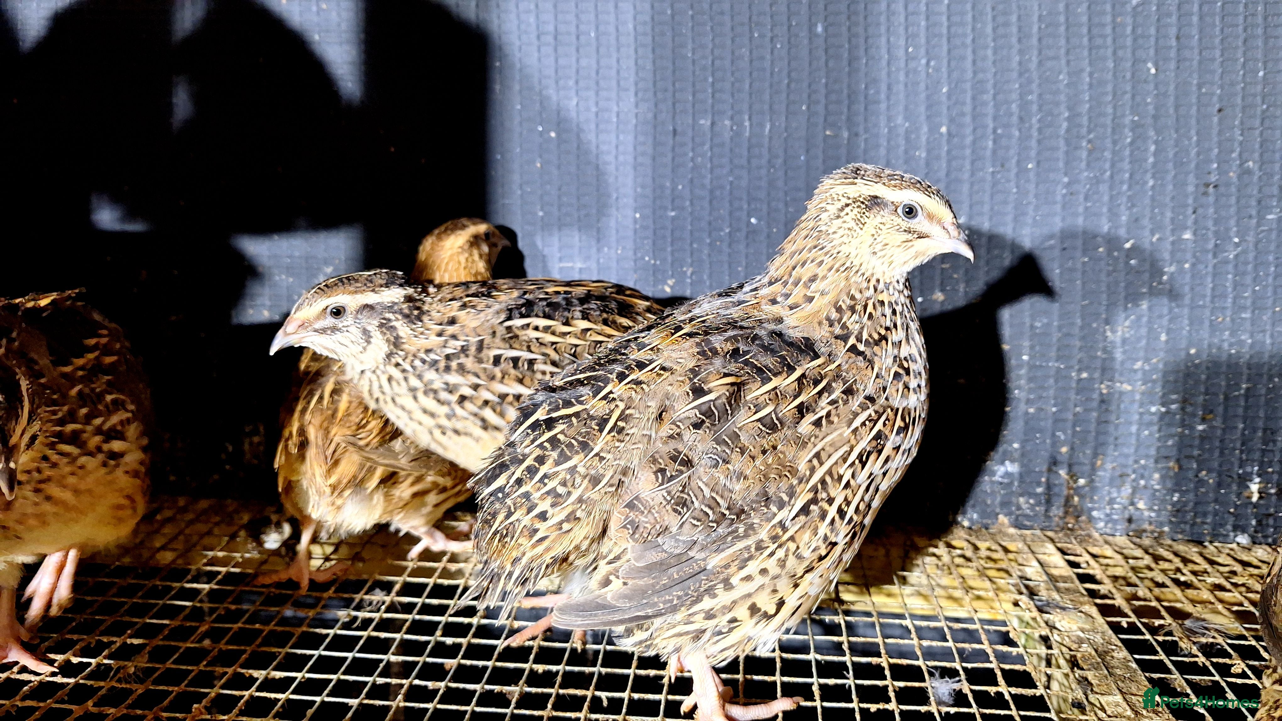 Female Quails for sale in Woodbridge | Pets4Homes
