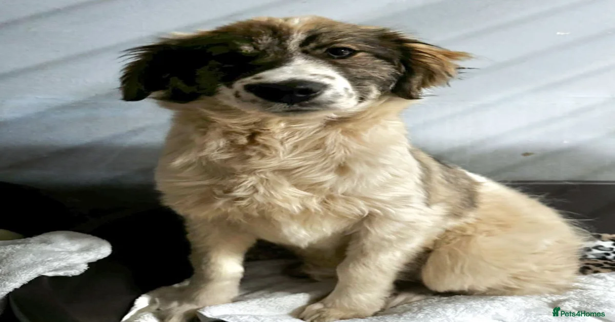 Dogs for adoption in Lewes, East Sussex | Pets4Homes