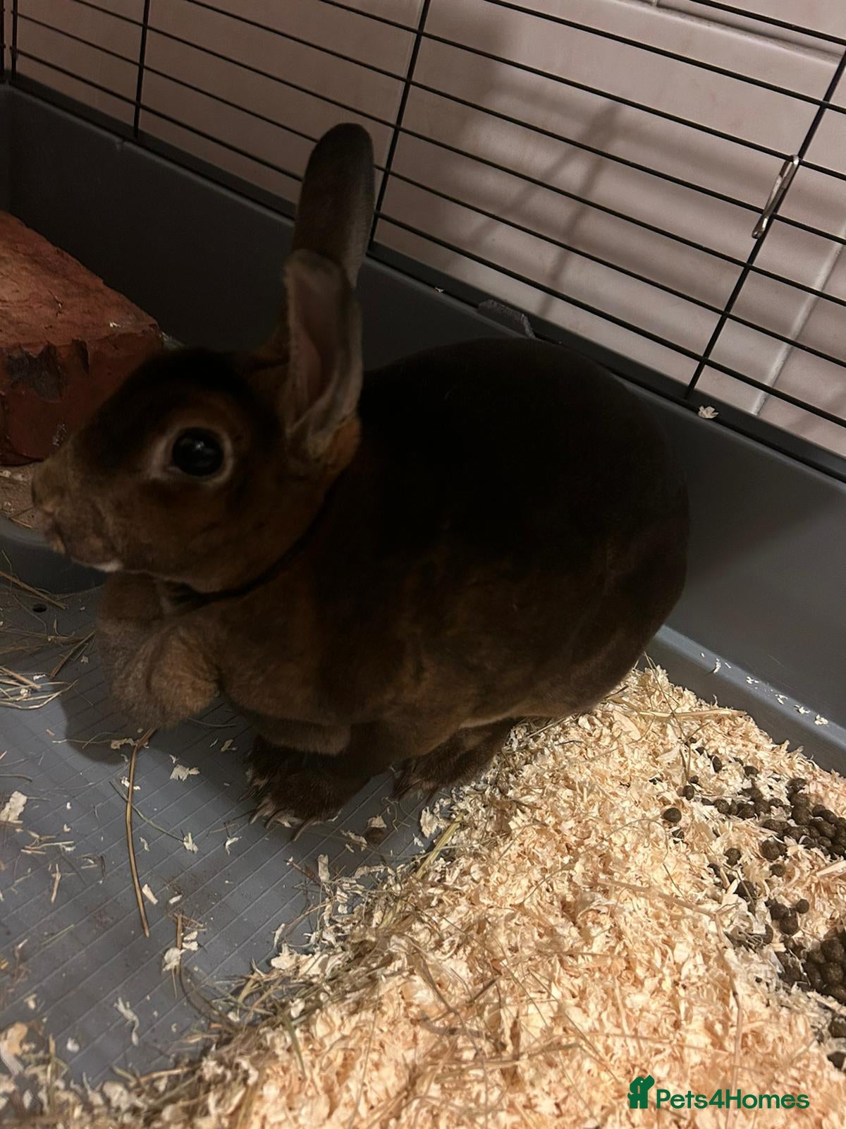 Rabbit Doe for sale for sale in Manchester | Pets4Homes