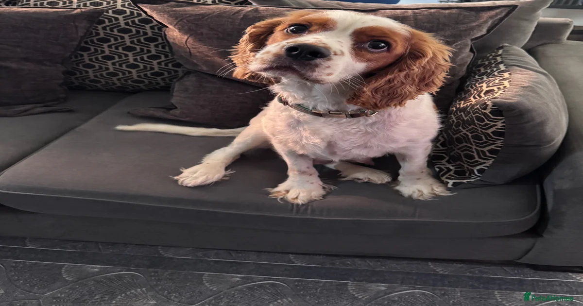 Mixed Breed Puppies for sale | Pets4Homes