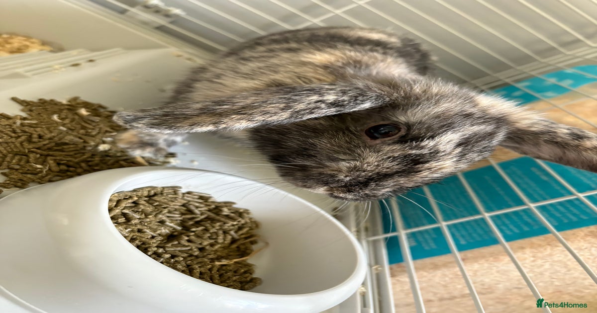 Floppy the rabbit for sale in Chertsey | Pets4Homes