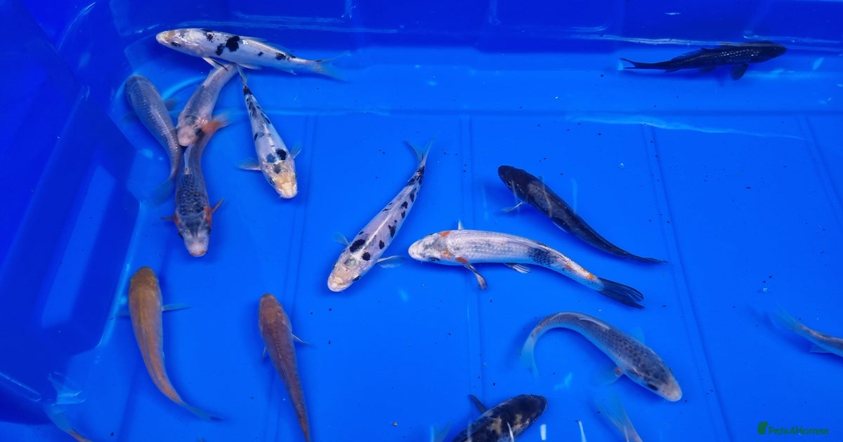 4 to 5 inch Koi Carp mix pond fish in Chorley for sale in Chorley ...
