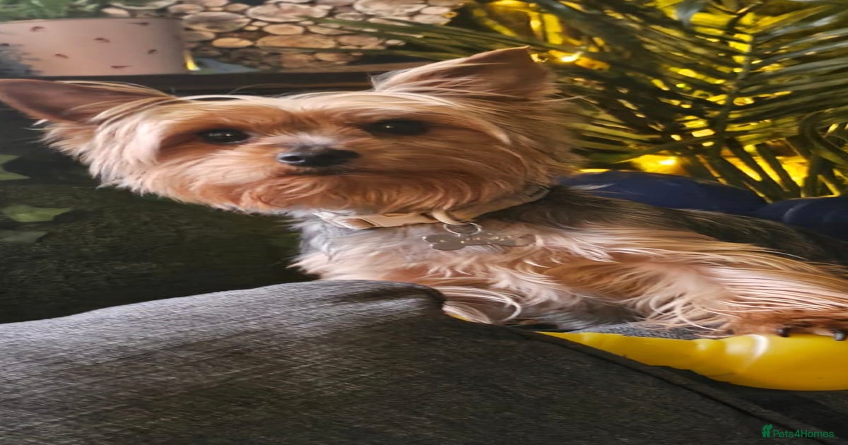Yorkshire terrier mini for sale in Linlithgow | Pets4Homes