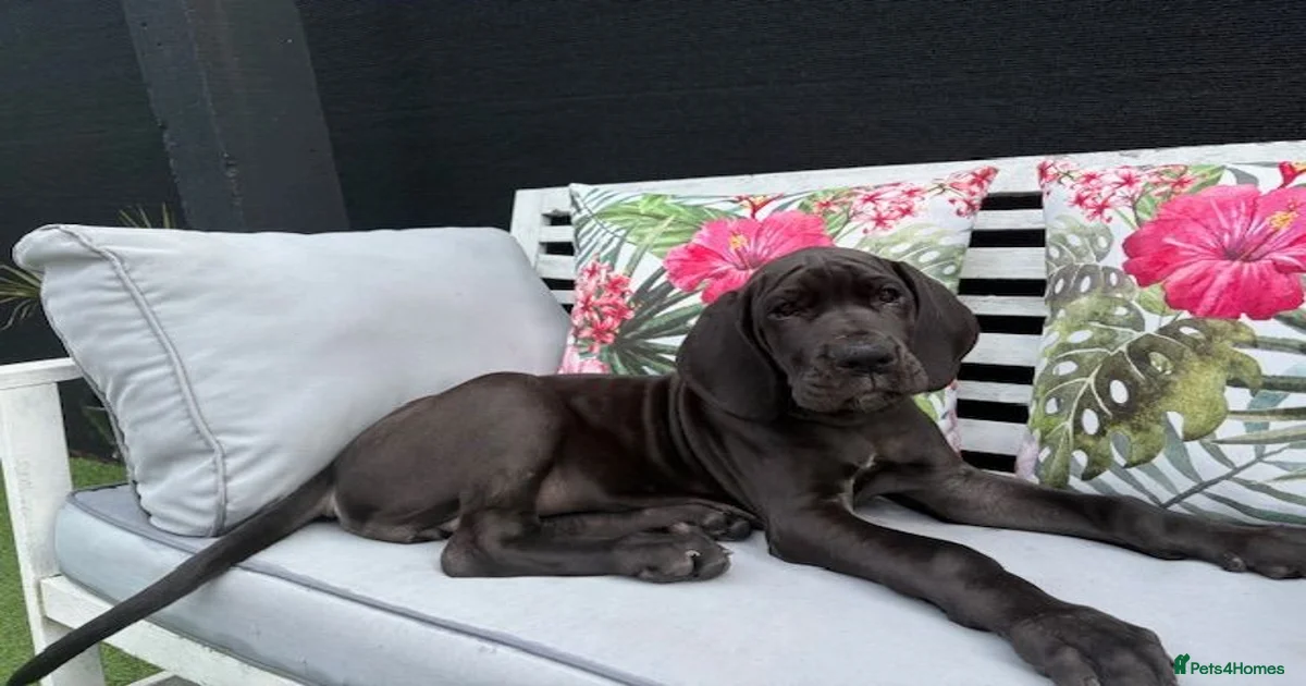 Great Dane Puppies for sale in Bridgwater, Somerset | Pets4Homes