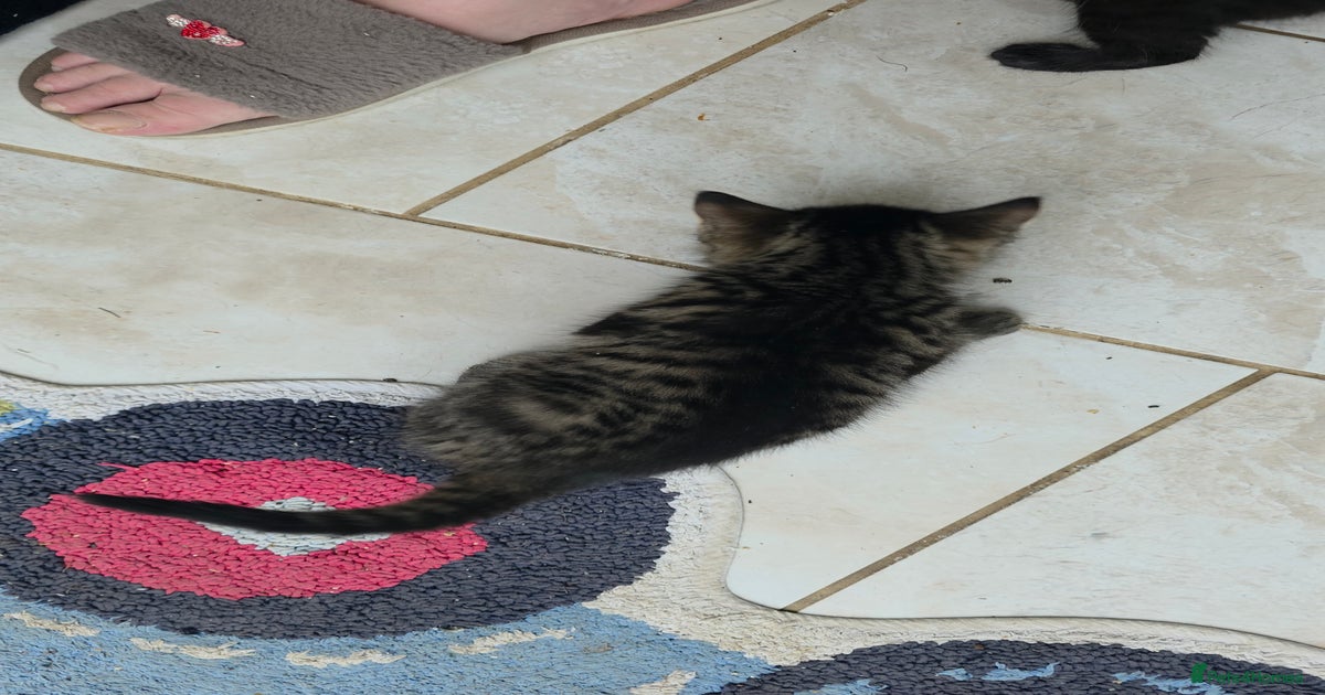 American Shorthair Kittens for sale in Hounslow | Pets4Homes