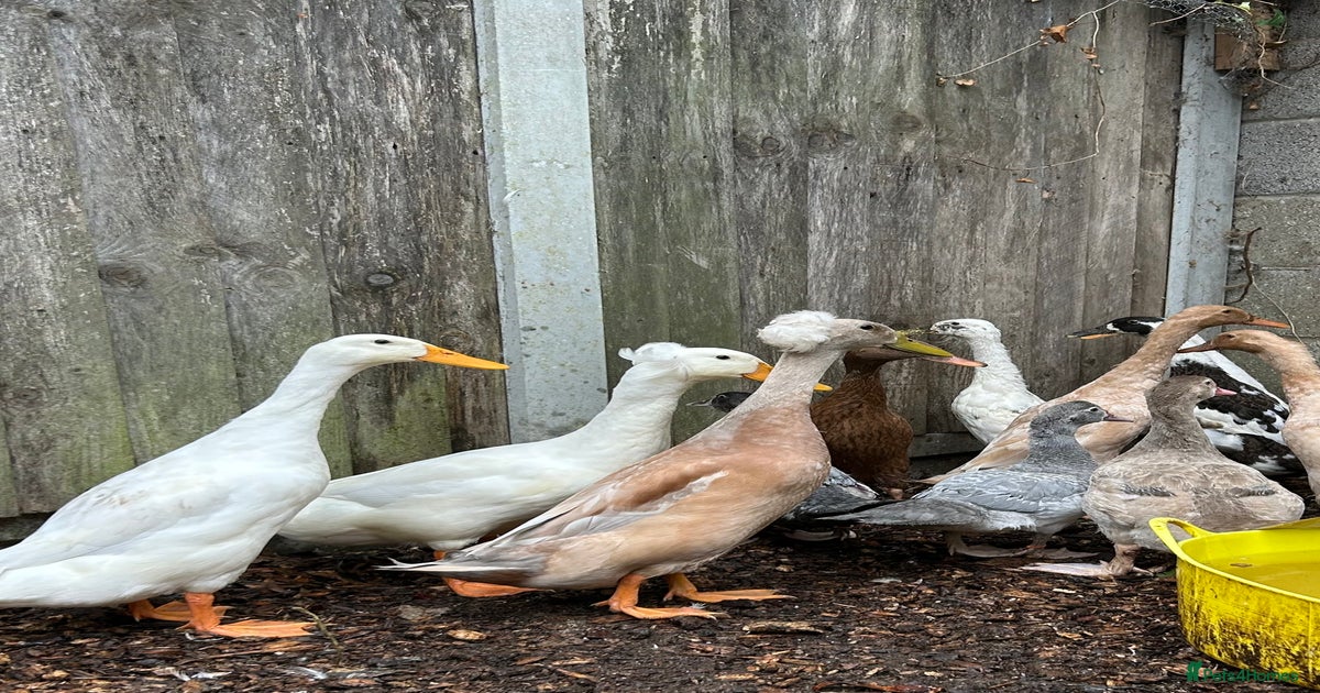 POL Female runner ducks for sale in Colchester | Pets4Homes