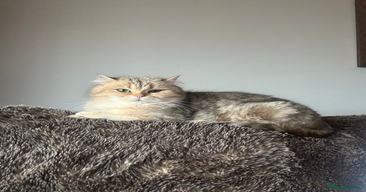 Black Golden Shaded Torbie for sale in Stoke-on-Trent | Pets4Homes