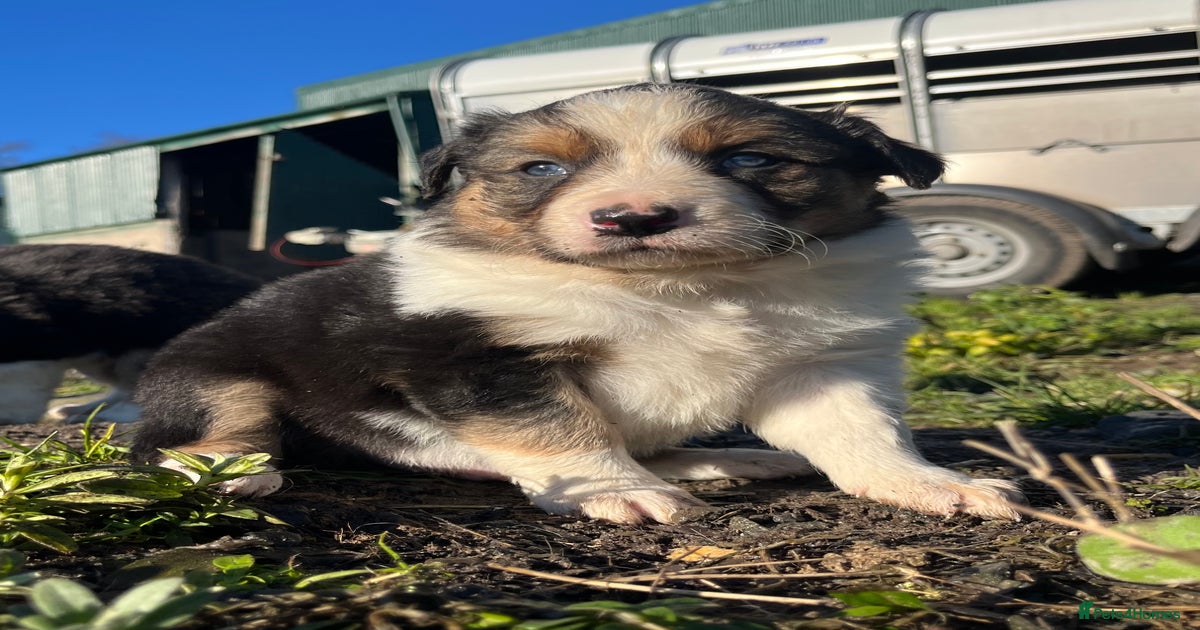Stunning Tri Border Collie puppies for sale for sale in Corwen | Pets4Homes