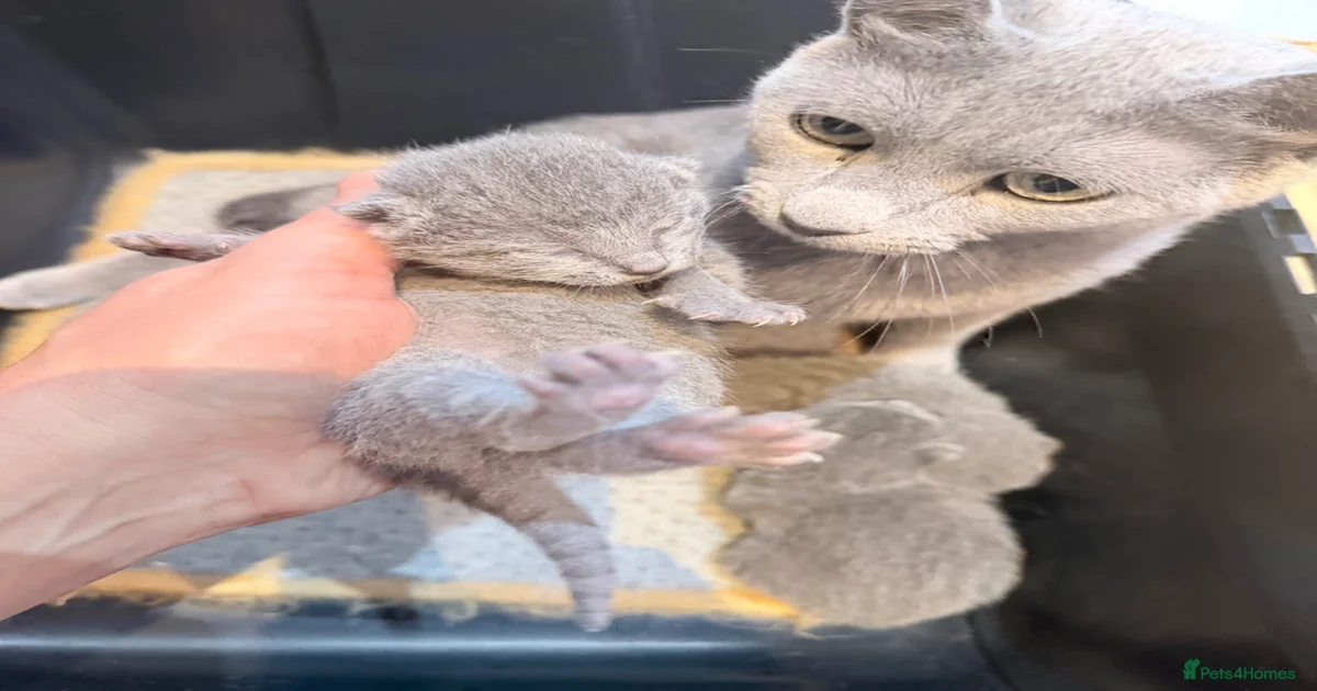 Russian Blue Kittens for sale | Pets4Homes