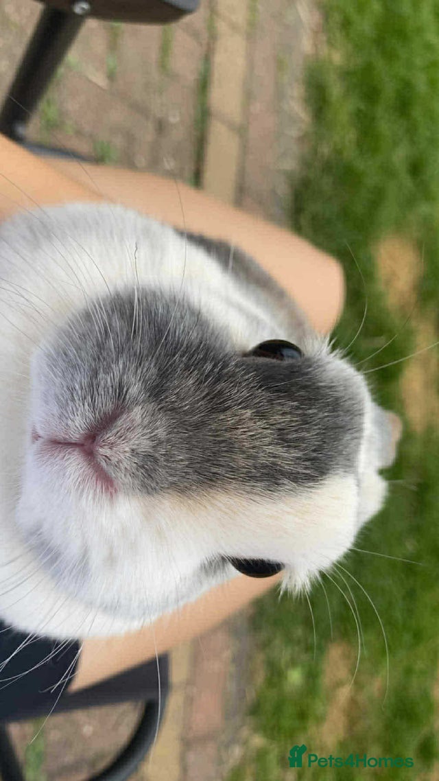 2 female rabbits for sale for sale in Middlesbrough | Pets4Homes