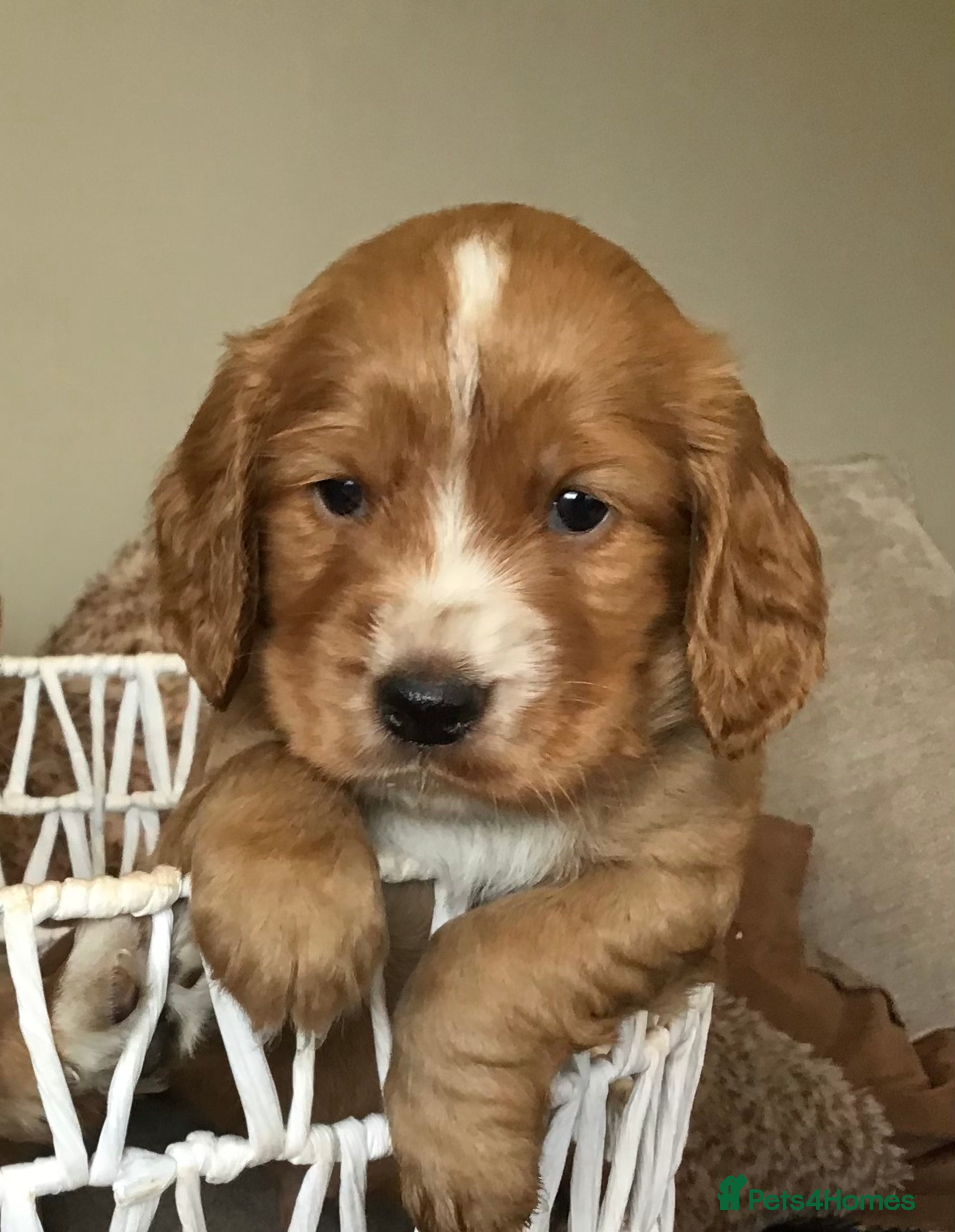Cockador Puppies for sale | Pets4Homes