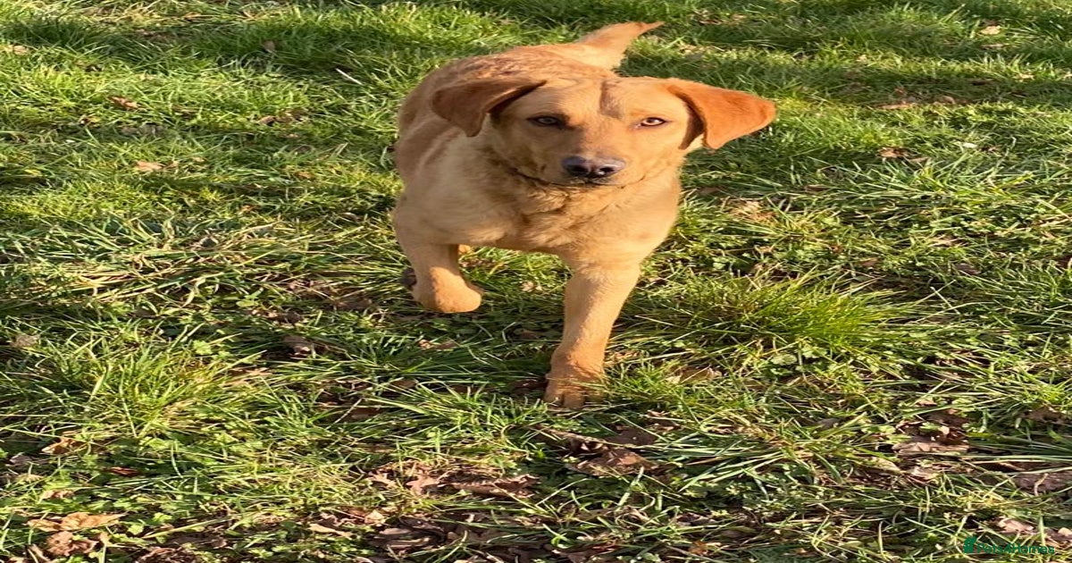 KC Reg Fox Red Labrador for stud 100% success for stud in Norwich ...
