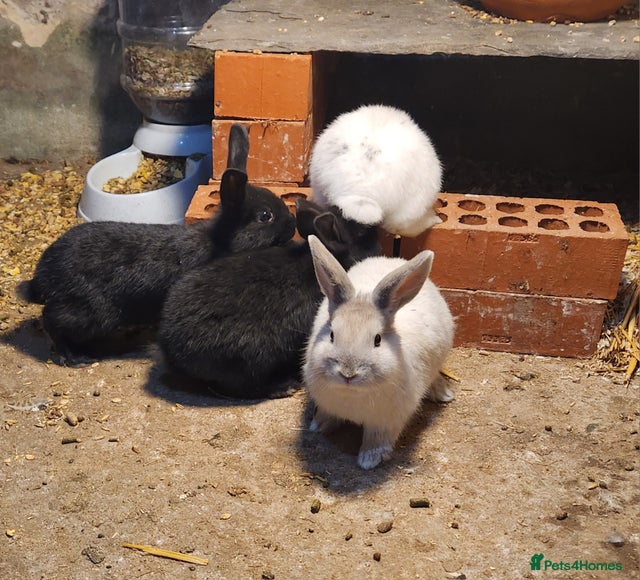 Adorable Mixed Breed Baby Rabbits - Born October for sale in Stockport ...