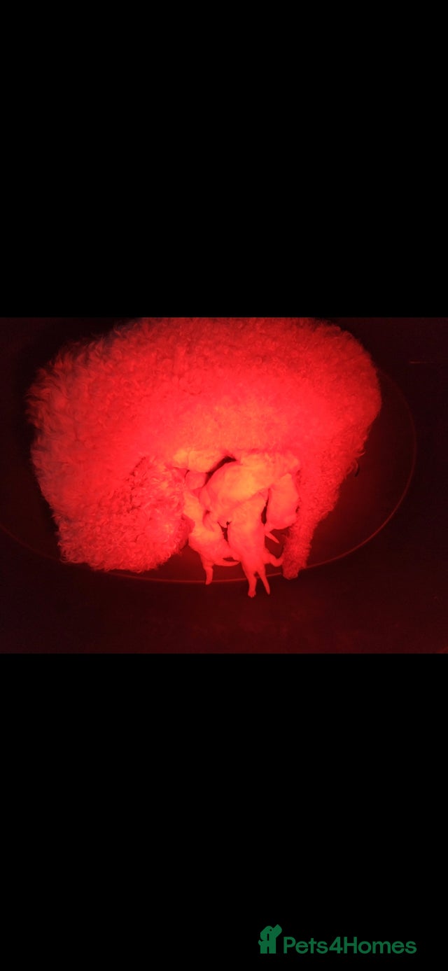 Beautiful mini poodle x bichon frise puppies for sale in Chinnor ...