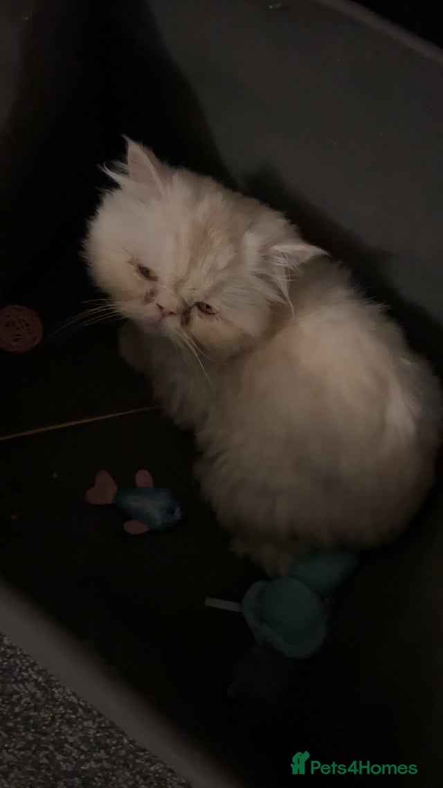 Persian for sale in Walsall | Pets4Homes