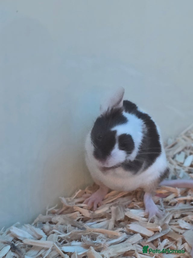 Over 50 baby mice all colours available for sale in Plymouth | Pets4Homes