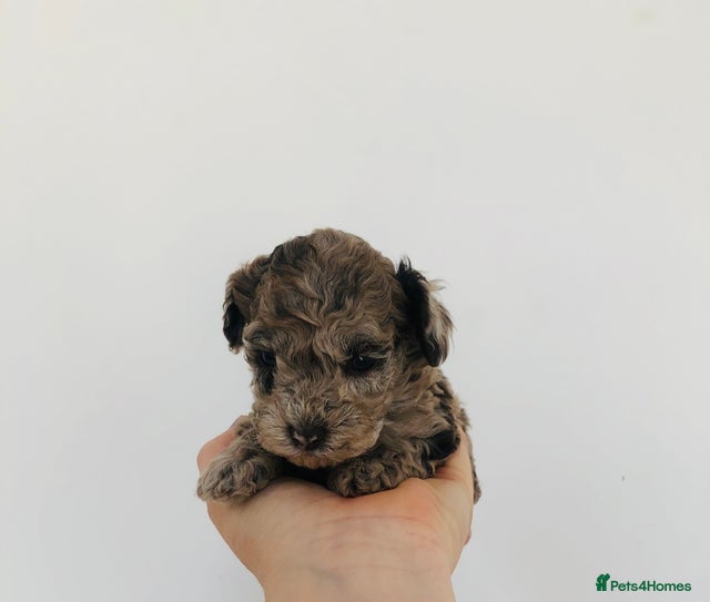 Top quality chocolate merle cavapoo puppies for sale in Broxbourne ...