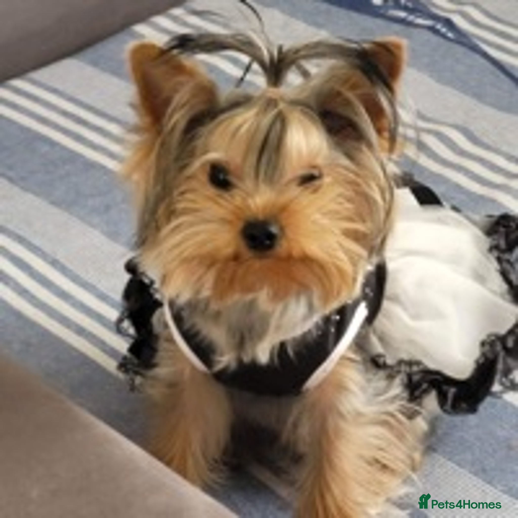 Yorkie Puppies for sale | Pets4Homes