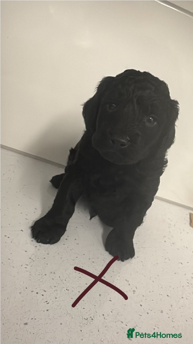 Phantom cockapoo for sale in Barnsley | Pets4Homes