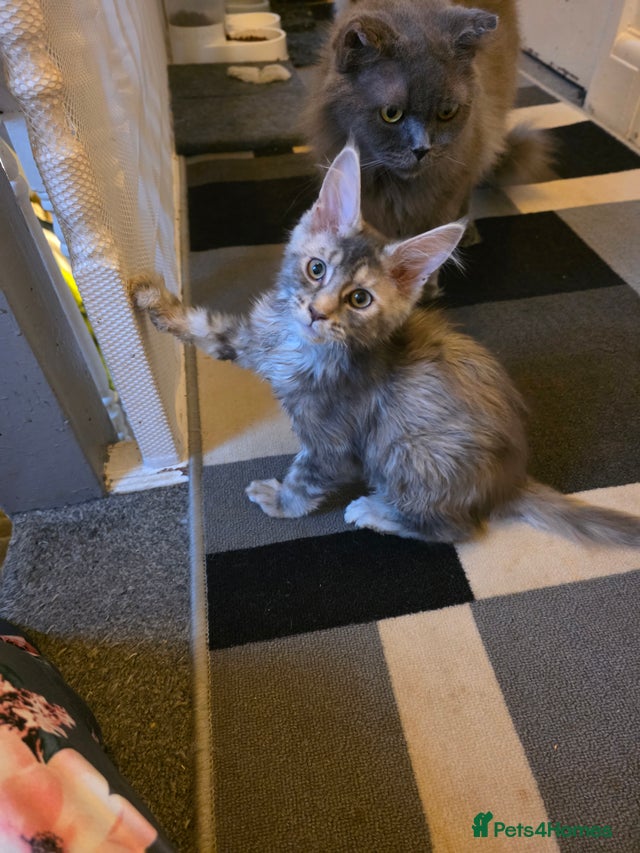 TICA REGISTERED STUNNING MAINE COON KITTENS for sale in Blackpool ...