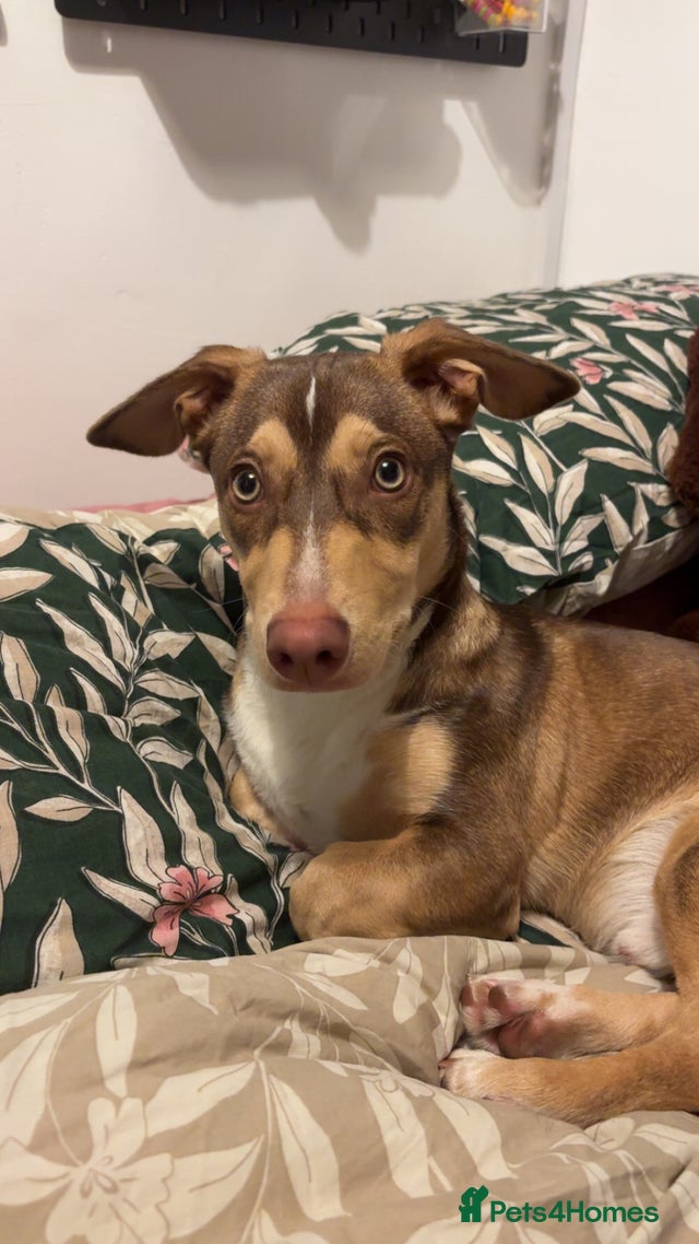 Dachshund x Border Collie for sale in Crawley | Pets4Homes