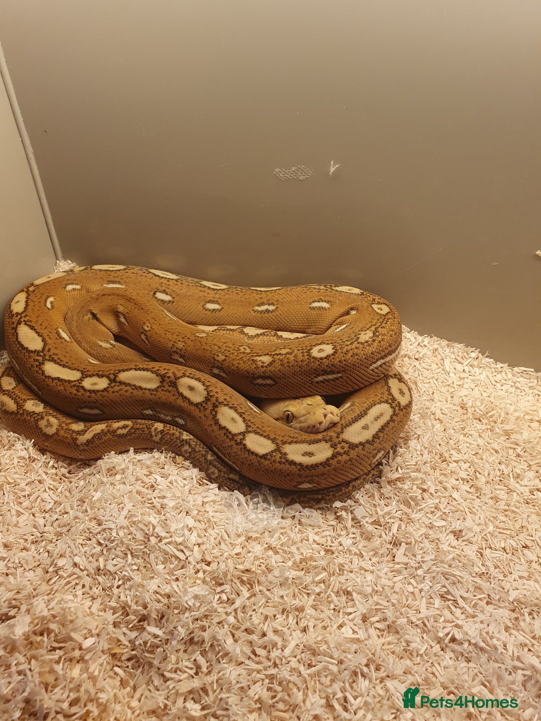 2025 pixel orange ghost stripe reticulated python for sale in ...