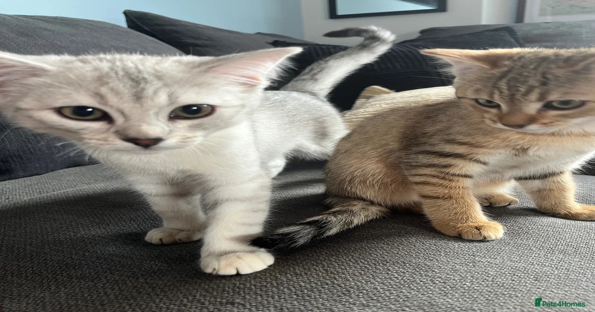 Kittens for sale | Pets4Homes