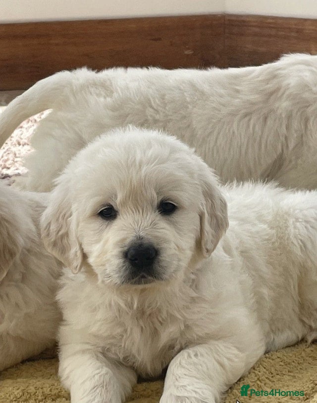 STUNNING LITTER AVAILABLE TO GO for sale in Birmingham | Pets4Homes