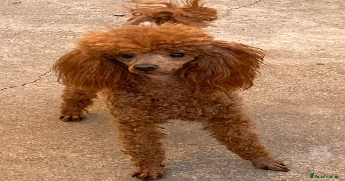 Brandy - KC Reg Toy Poodle (Not related to Ludo) for stud in Bradford ...