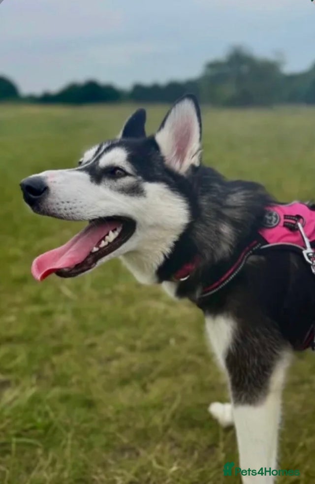 Siberian husky for sale in Sidcup | Pets4Homes