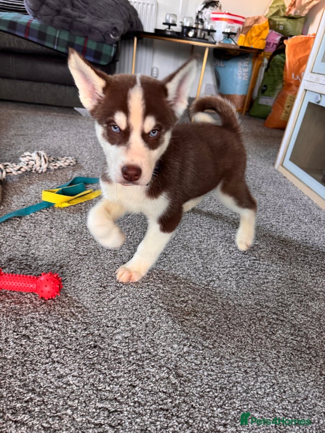 Siberian husky boys for sale in Glasgow | Pets4Homes