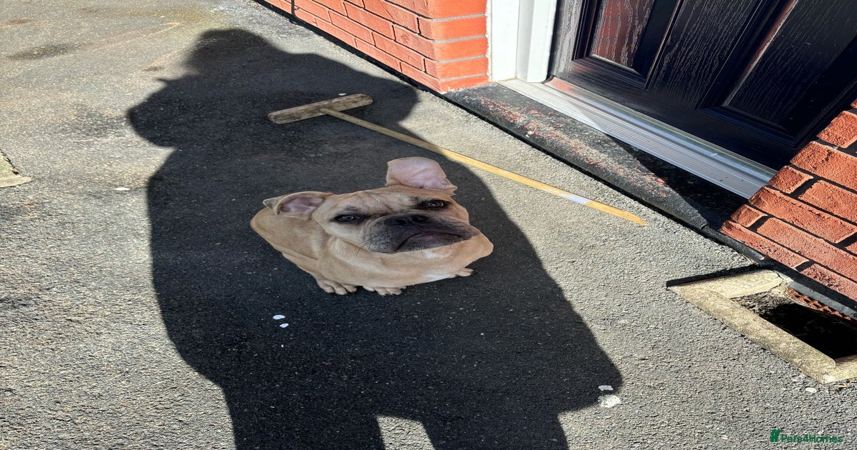 Stuffy cross frenchie for sale in Derby | Pets4Homes