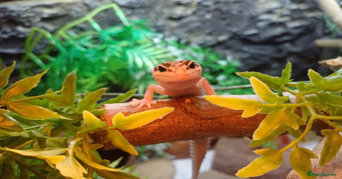 Leopard Gecko Reptiles for sale | Pets4Homes