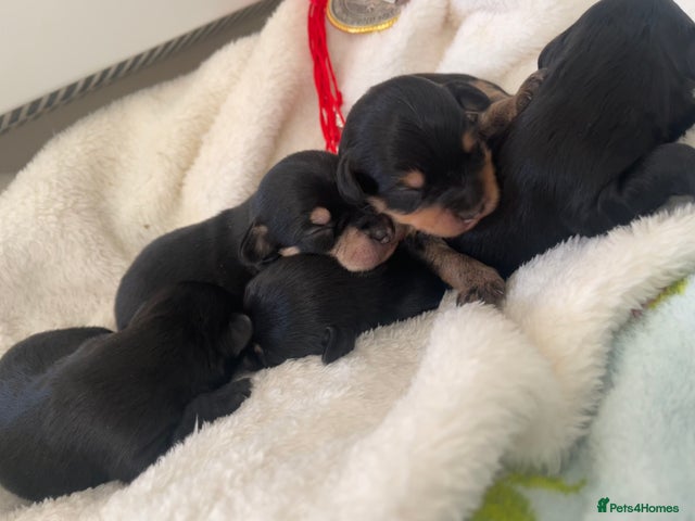 Quality Jackapoo/ Jack Russel Puppies for sale 💌 for sale in Stourport ...
