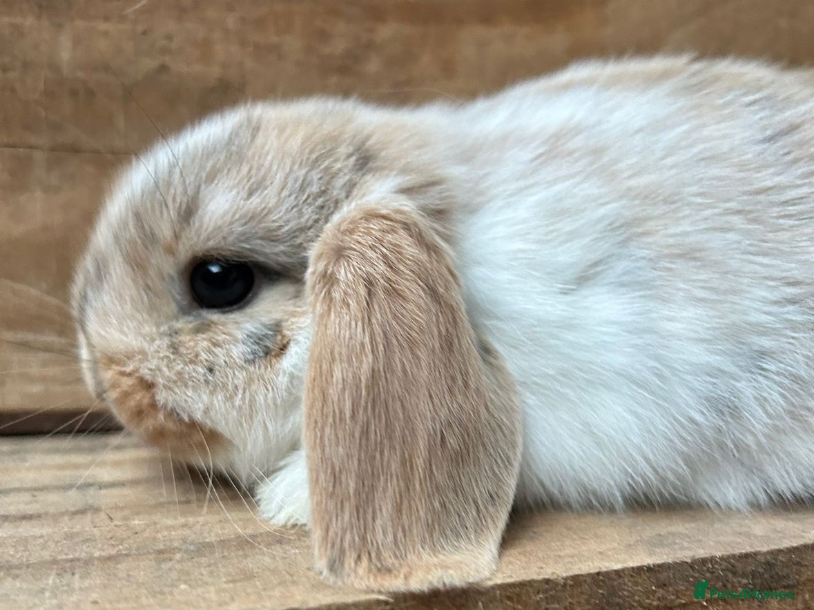 MINI LOP BUNNIES / PEDIGREE for sale in Ilminster | Pets4Homes
