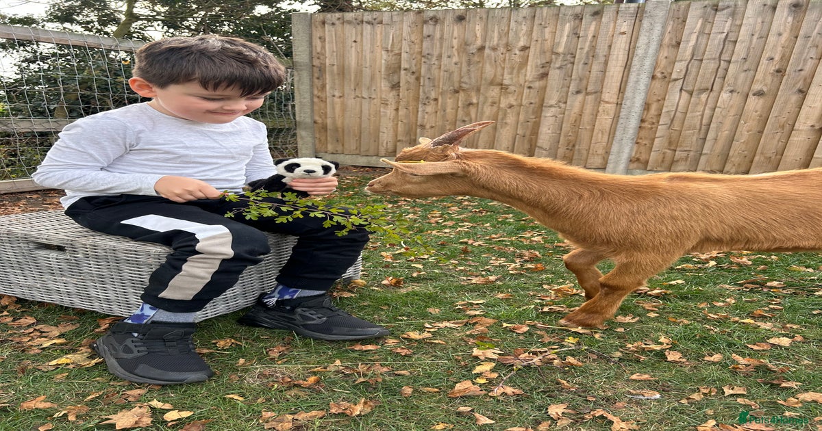 Golden Guernsey male for sale in Eye | Pets4Homes