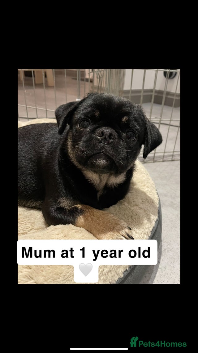 Unique Pug Puppies due around 30th April🩶 for sale in Poulton-le-Fylde ...
