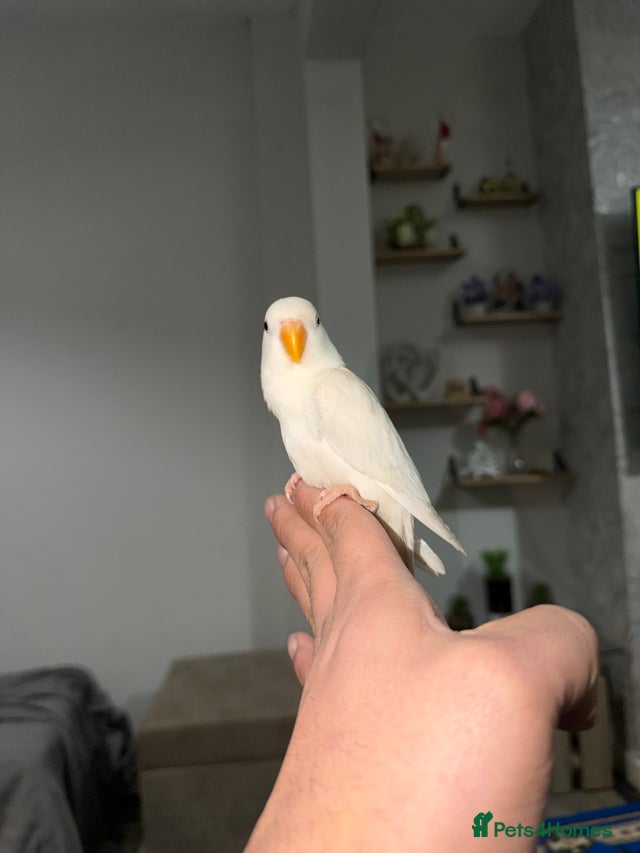 Baby lovebird for sale in Manchester | Pets4Homes