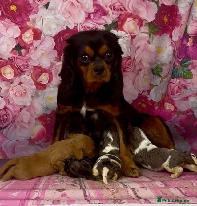 Merle cavalier King Charles for sale in Mirfield | Pets4Homes