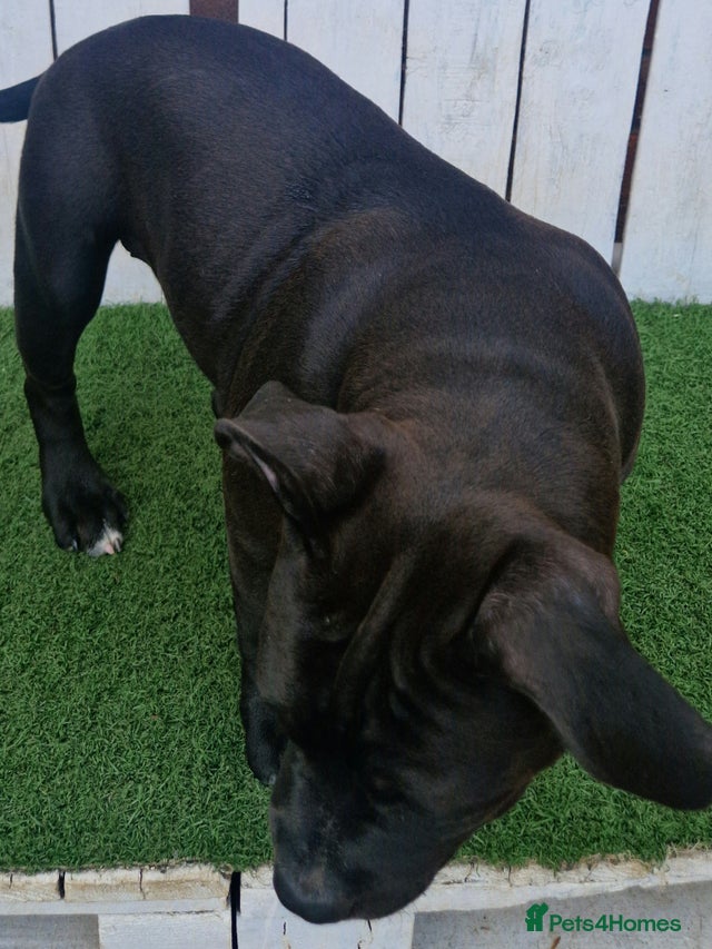 Abkc Pocket/standard american bully pups for sale in Hull | Pets4Homes