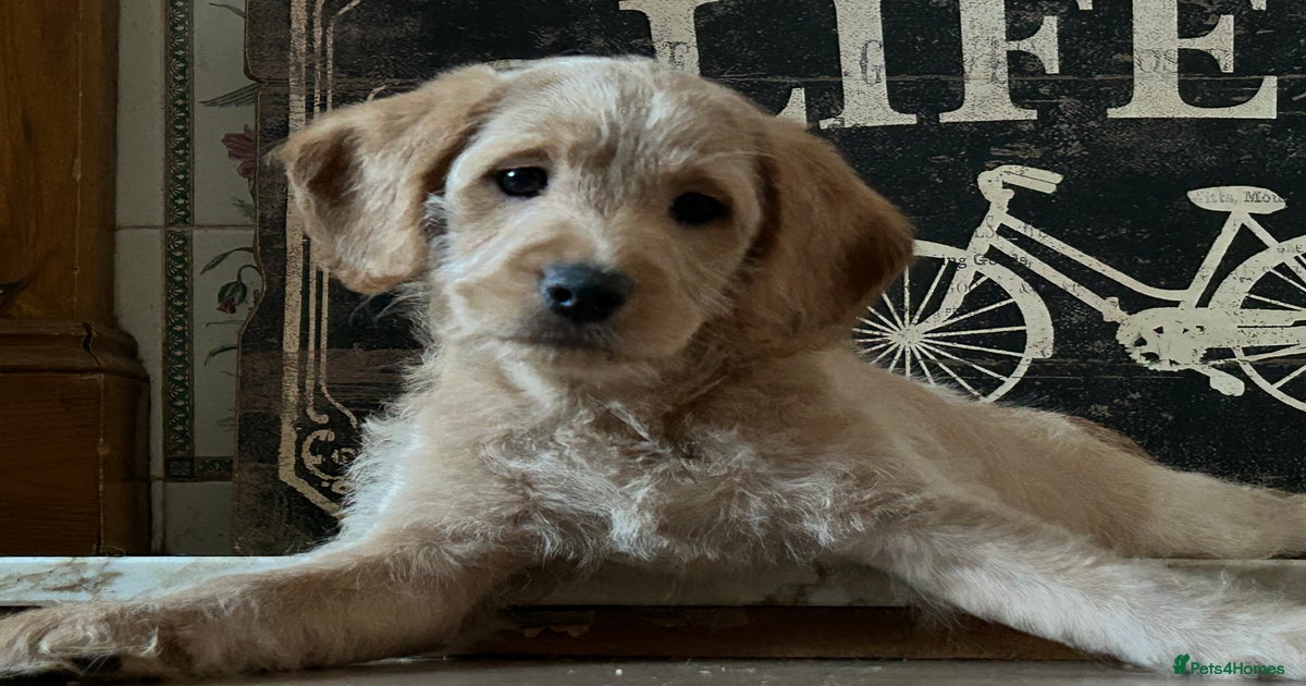 F1 Labradoodles *Ready from 9th April* for sale in Southampton | Pets4Homes