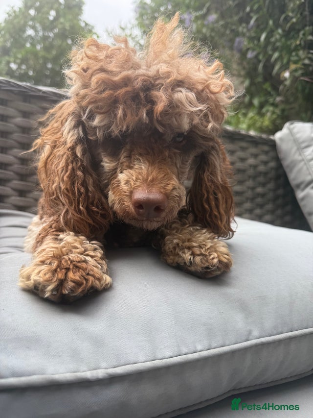 Chocolate Merle Toy Poodle at stud for stud in Wallasey | Pets4Homes