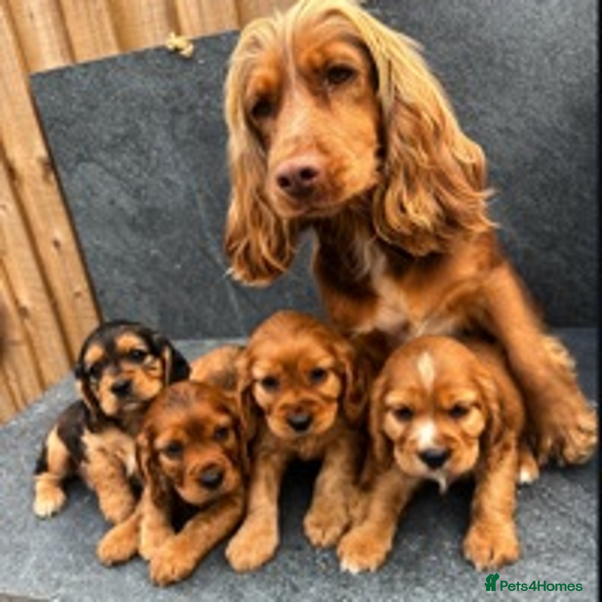 Show Cocker Spaniel puppies for sale | Pets4Homes